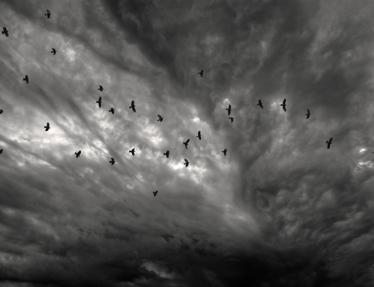 Corvid Capers – Eye of the Corvus: Messenger of Truth